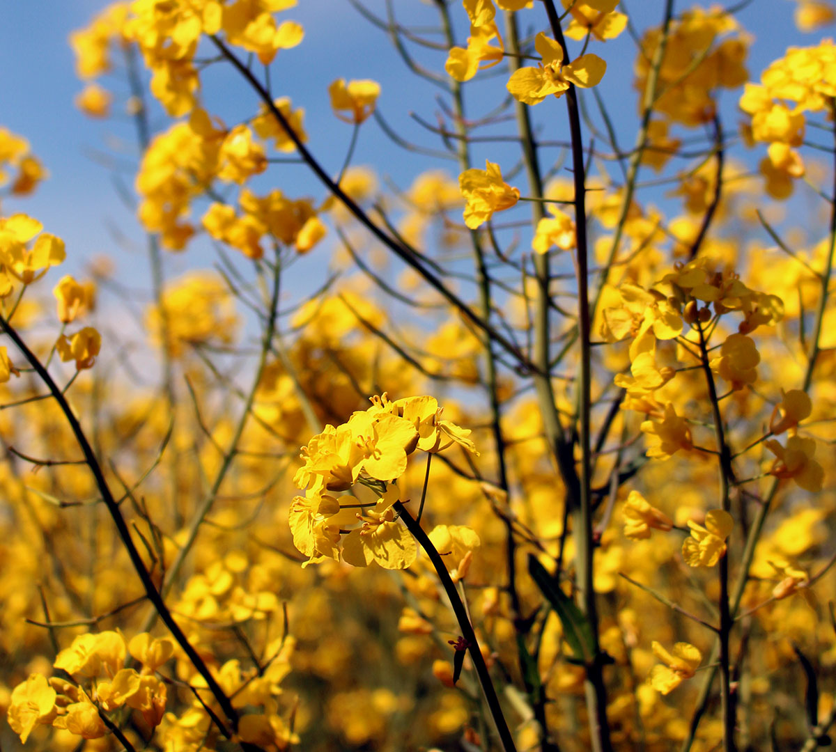 Groupe Lhotellier | Opérateur global en construction | Groupe Lhotellier